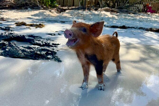Swim with Pigs and Beach Snorkeling Adventure Rose Island Bahamas - FAQ