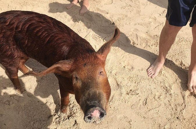 Swim with Pigs on a Tropical Island - Practical Tips for Visitors