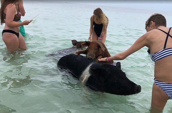 Swim with Pigs on a Tropical Island - The Bottom Line: Who Is This Tour For?