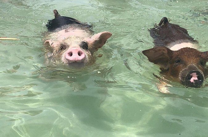 Swim with Pigs on a Tropical Island - FAQs