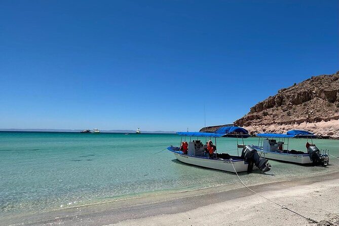 Swim with Sea Lions in La Paz - A Closer Look at the La Paz Sea Lion Snorkeling Tour