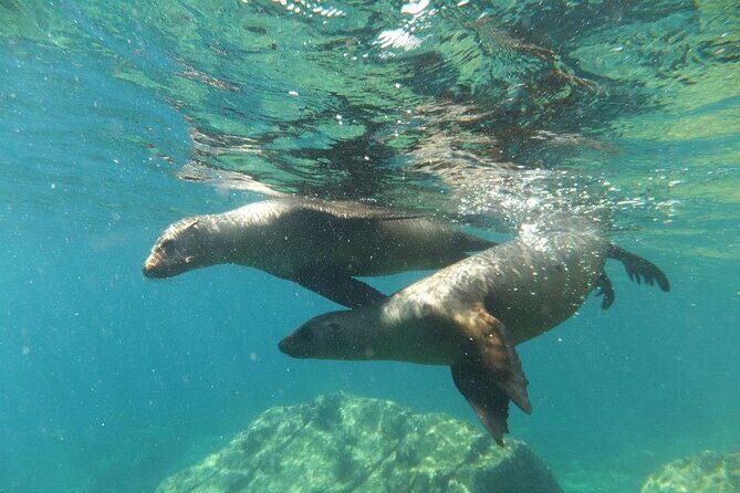 Swim with Sea Lions in La Paz - Frequently Asked Questions