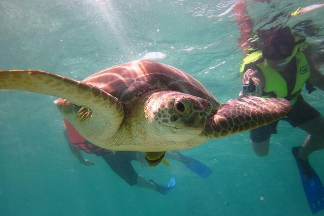 Swim with sea turtles - The Basics of the Tour