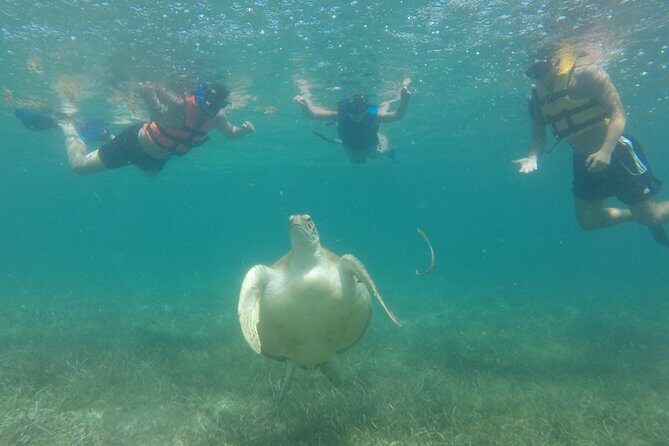 Swim with sea turtles - Transport, Timing, and Group Size