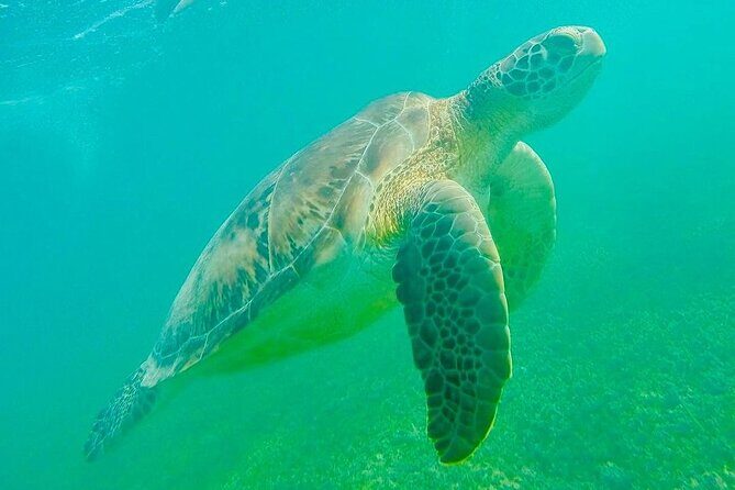 Swim with Sea Turtles in Akumal Plus Visit and Swim in a Cenote - An In-Depth Look at the Itinerary