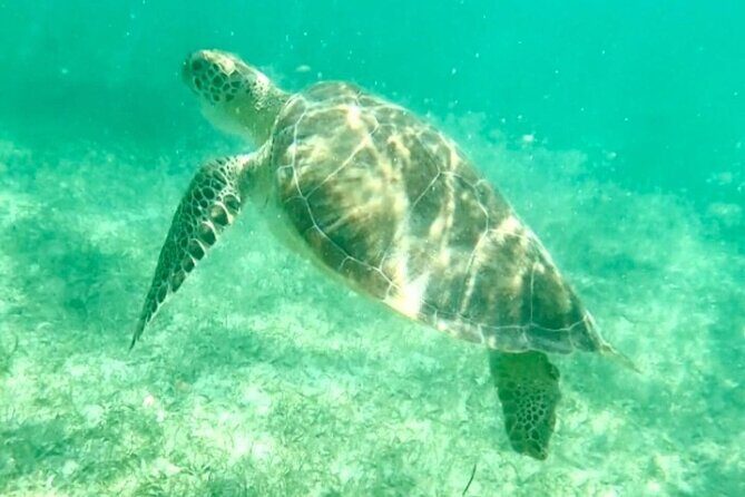 Swim with Sea Turtles in Akumal Plus Visit and Swim in a Cenote - Respectful Tourism & Practical Tips