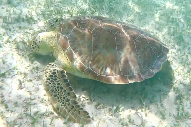 Swim with Sea Turtles in Akumal Plus Visit and Swim in a Cenote - Final Thoughts: Who Will Find This Tour Valuable?
