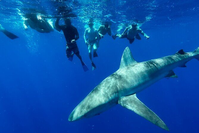 Swim with Sharks Cage-Free from Oahu - FAQ