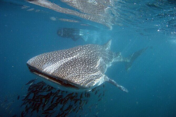 Swim with the giant of the sea The whale shark - Key Points
