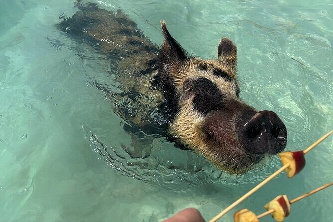 Swim with the Pigs Freeport @Creative Eco Adventures - A Genuine Look at What to Expect