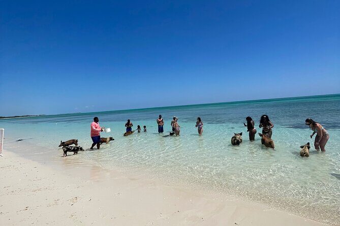 Swim with the Pigs Freeport @Creative Eco Adventures - Final Thoughts