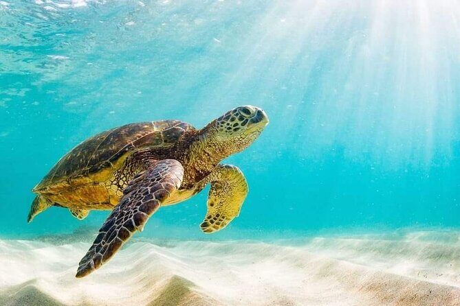 Swim with the Pigs Safari in Bahamas (2hrs) - An In-Depth Look at the Tour