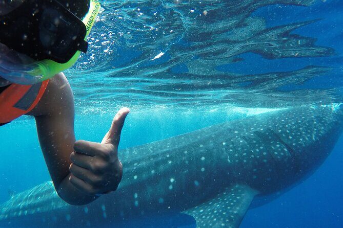 Swim with the Whale Shark on Holbox Island - Starting Point: A Warm Welcome and Coffee at Tuch Holbox