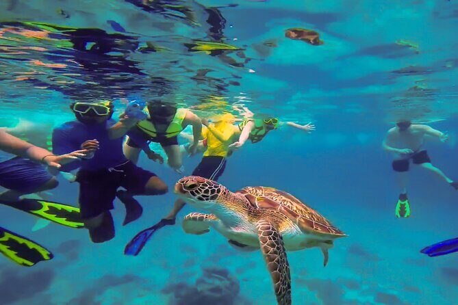Swim with Turtles at Turtle Bay, Curacao: Boat, Blue Room Cave - Transportation, Group Size, and Practicalities