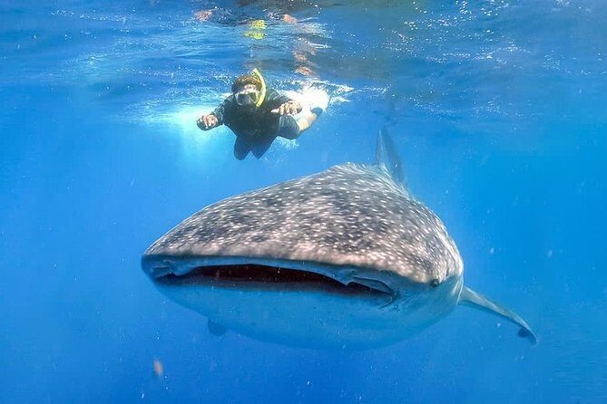 Swim with Whale Shark - Key Points