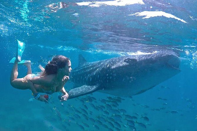 Swim with Whale Shark - An In-Depth Look at the Whale Shark Tour