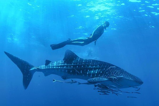 Swim with Whale Shark - FAQ: Your Questions Answered