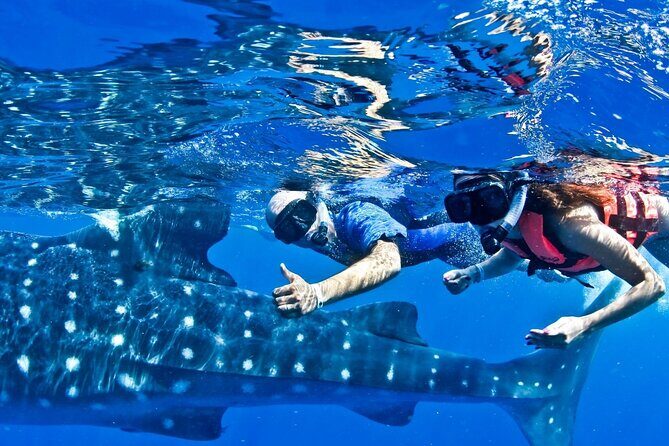 Swim with Whale Shark from Cancun - Snorkeling and the Ecosystem