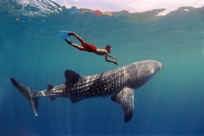 Swim with Whale Shark from Cancun - The Cost and Its Value