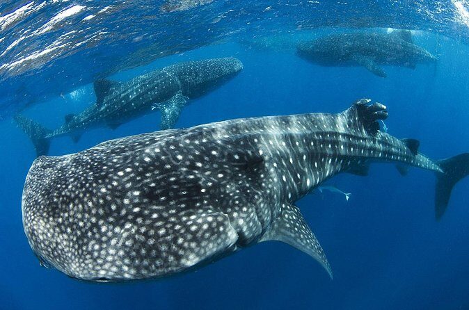 Swim with Whale Shark from Cancun - Practical Tips for Travelers