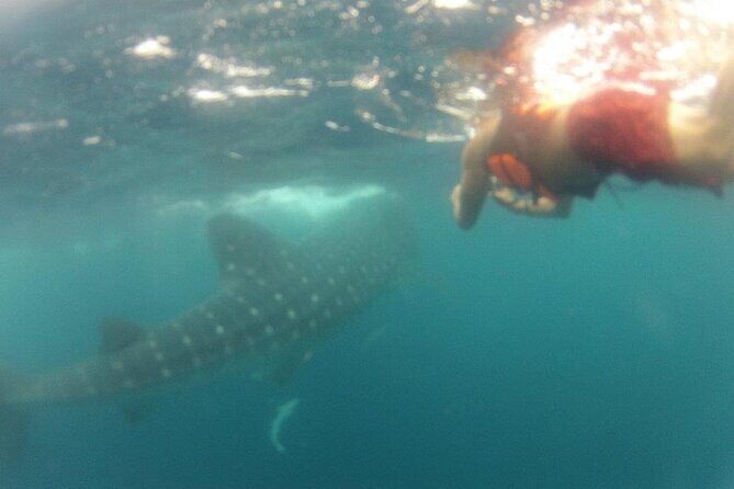 Swim with Whale Shark from Isla Mujeres and Cancun - The Downsides
