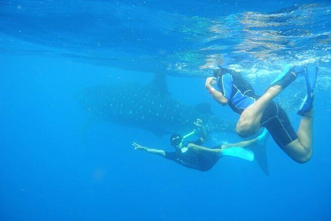 Swim with Whale Shark from Isla Mujeres and Cancun - Who Will Love This Tour?