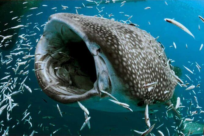 Swim with Whale Shark from Isla Mujeres and Cancun - Frequently Asked Questions