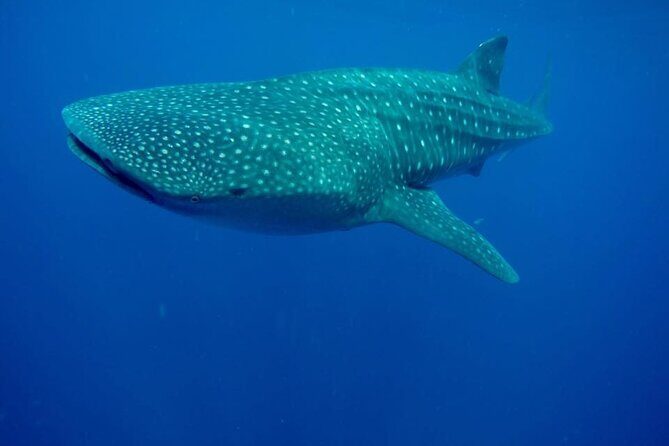 Swim with Whale Shark from Isla Mujeres and Cancun - Final Thoughts