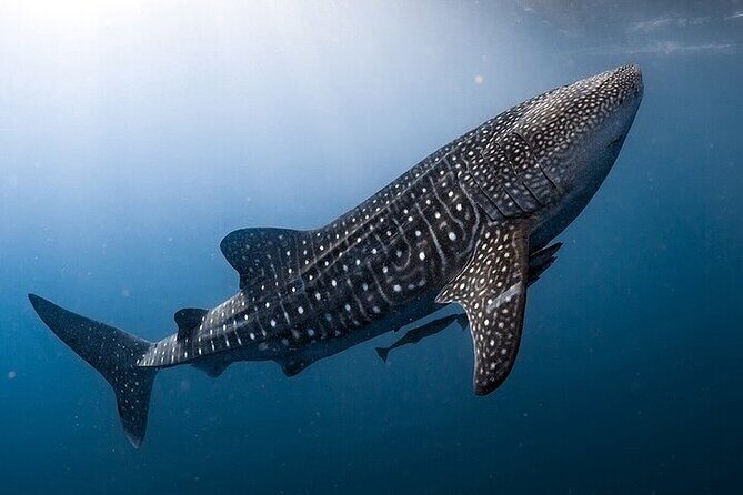 Swim with Whale Shark from La Paz - An Honest Look at the Whale Shark Swim Tour
