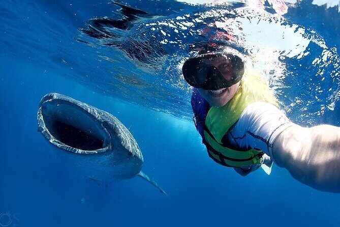 Swim with Whale Shark from La Paz - The Sum Up: Who Should Consider This Tour?