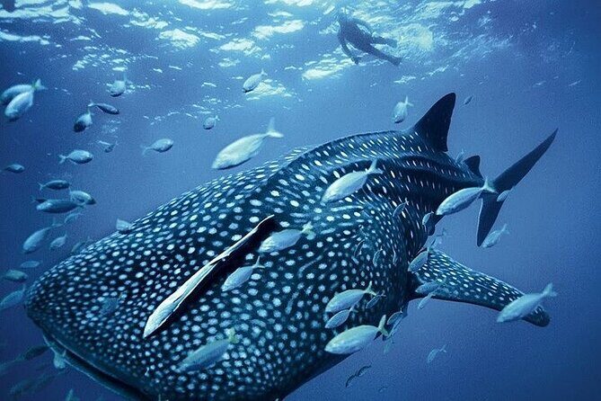 Swim with Whale Shark from La Paz - FAQ