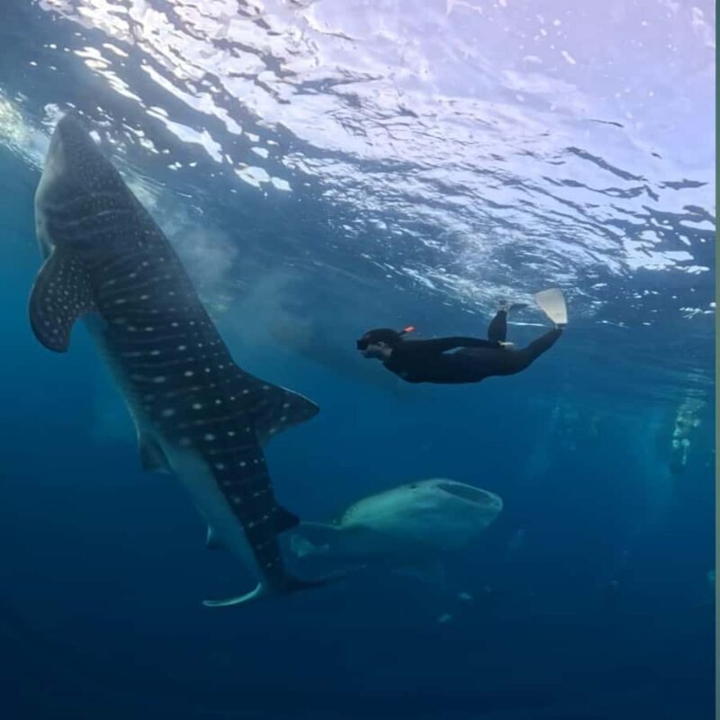 Swim with Whale Sharks 2D1N LombokSumbawa Sharing - A Closer Look at the Tour Experience