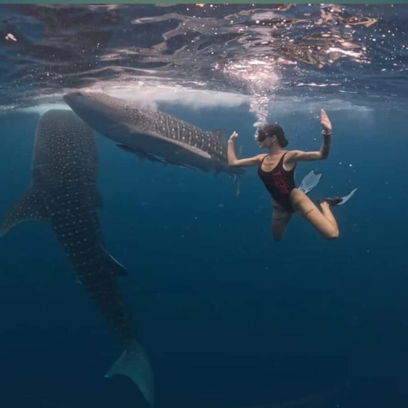 Swim with Whale Sharks 2D1N LombokSumbawa Sharing - Practicalities and Value
