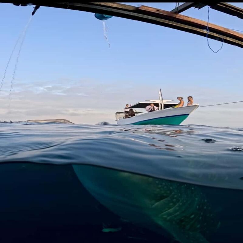Swim with Whale Sharks 2D1N LombokSumbawa Sharing - Final Thoughts: Who Will Love This Tour?