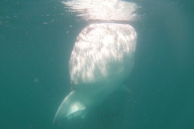 Swim with Whale Sharks in La Paz - FAQ