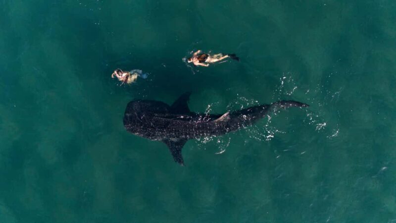 Swim with Whale Sharks in La Paz - Practical Tips for Booking and Participating