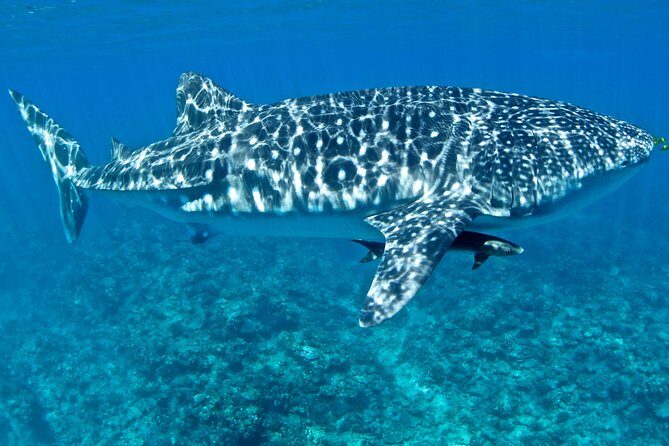 Swim with Whale Sharks in the Ningaloo Reef: 3 Island Shark Dive - Price and Value: Is It Worth It?