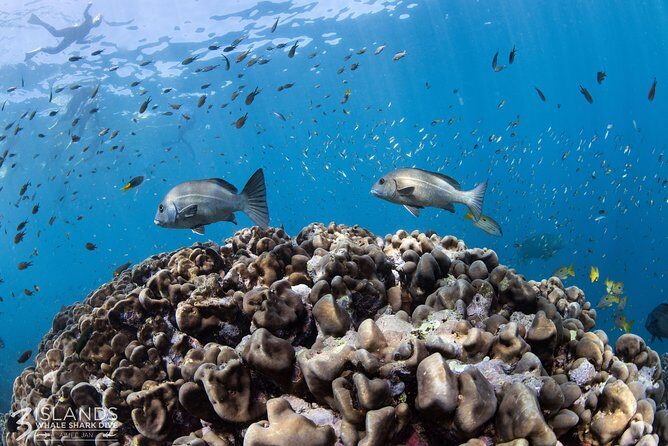 Swim with Whale Sharks in the Ningaloo Reef: 3 Island Shark Dive - What the Reviews Highlight: Authentic Experiences