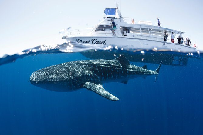 Swim with Whale Sharks in the Ningaloo Reef: 3 Island Shark Dive - The Experience’s Drawbacks and Considerations