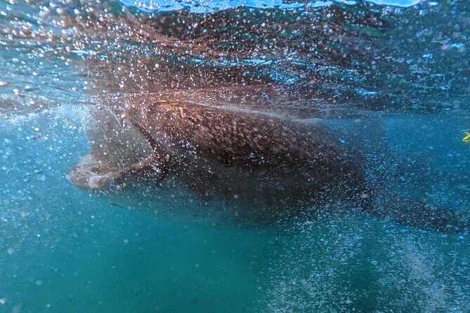 Swim with Whale Sharks MORE TIME IN THE WATER Limit 12 per Group - The Real Feel of the Tour