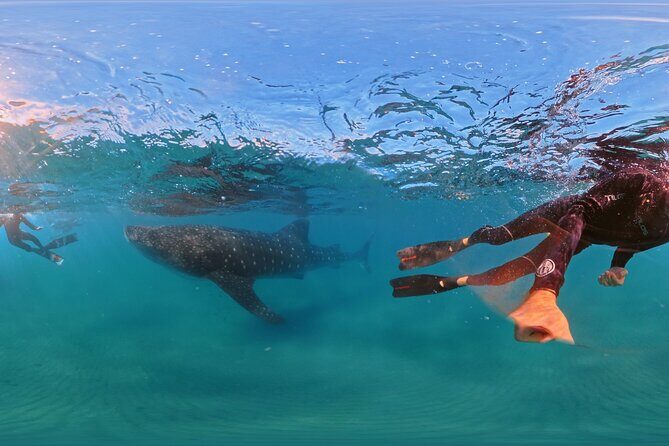 Swim with Whale Sharks MORE TIME IN THE WATER Limit 12 per Group - The Sum Up