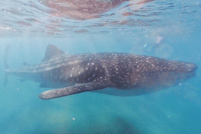 Swim with Whale Sharks MORE TIME IN THE WATER Limit 12 per Group - FAQ