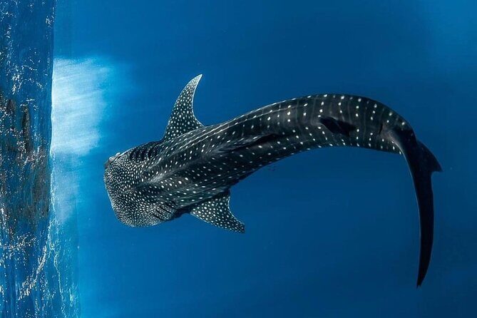 Swim with Whale Sharks Private tour from Playa del Carmen - Discover the Magic of Swimming with Whale Sharks on a Private Tour from Playa del Carmen