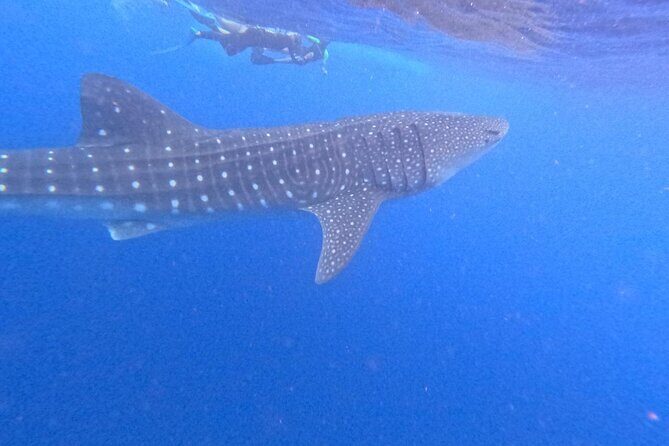 Swim with Whale Sharks Private tour from Playa del Carmen - Key Points