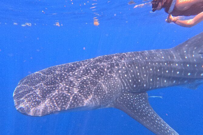 Swim with Whale Sharks Private tour from Playa del Carmen - Transportation, Timing, and Group Size