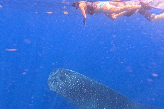 Swim with Whale Sharks Private tour from Playa del Carmen - Authenticity and Value