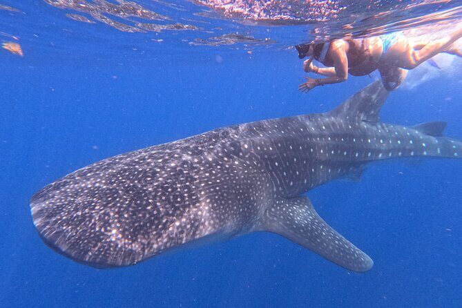 Swim with Whale Sharks Private tour from Playa del Carmen - Who Will Appreciate This Tour?