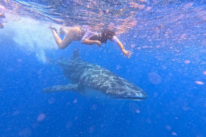 Swim with Whale Sharks Private tour from Playa del Carmen - Final Thoughts