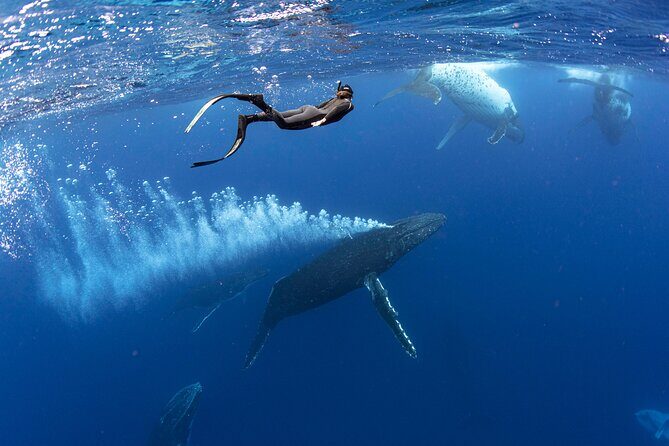 Swim with Whales in Gold Coast - The Pros and Cons of This Tour