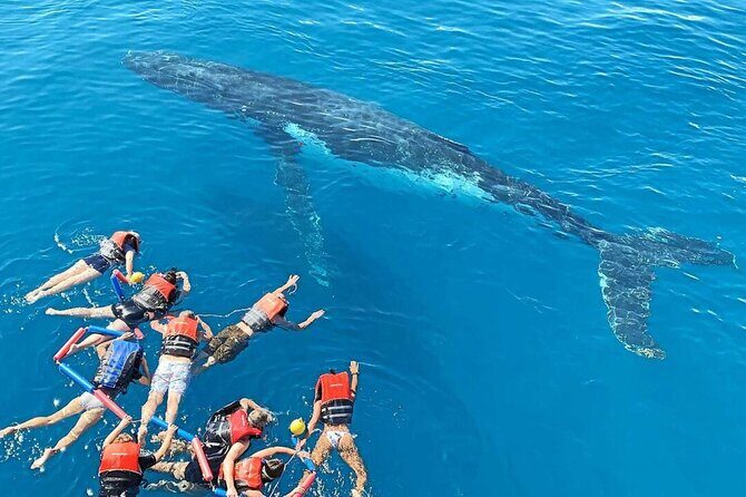 Swim with Whales in Gold Coast - What Is This Tour All About?